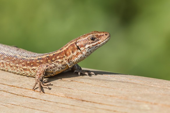 Naturbildarchiv Lothar Hinz